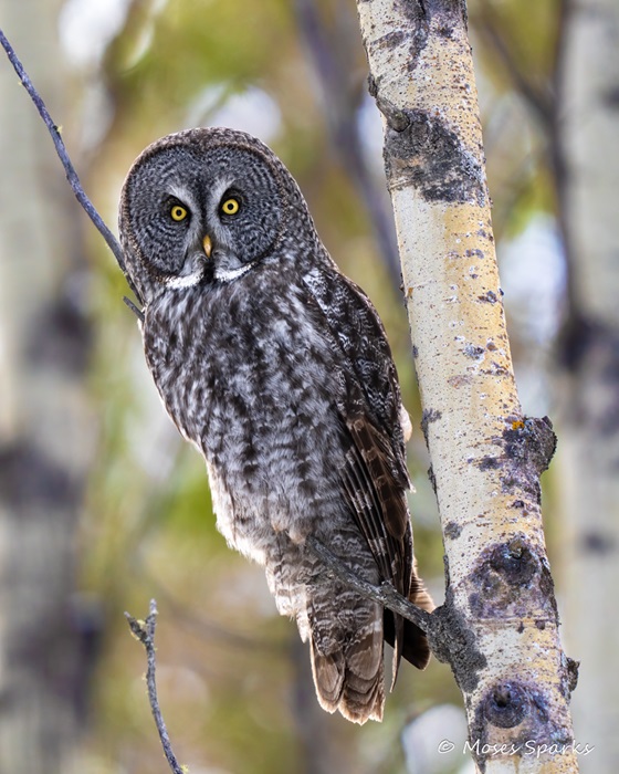 Buffy’s Corner 1/28/24 – Calgary Owls! – Books, Bones & Buffy